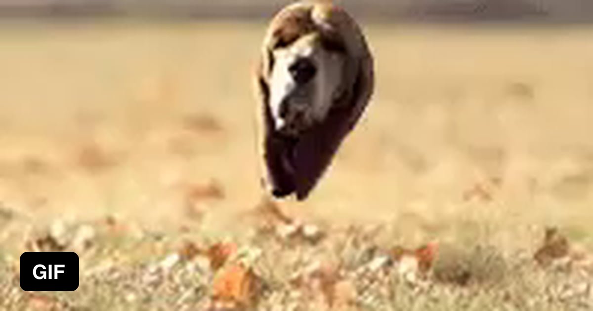 Flying doggo. - 9GAG