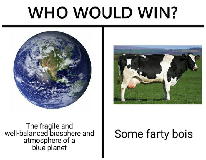 Those damn cows - 9GAG