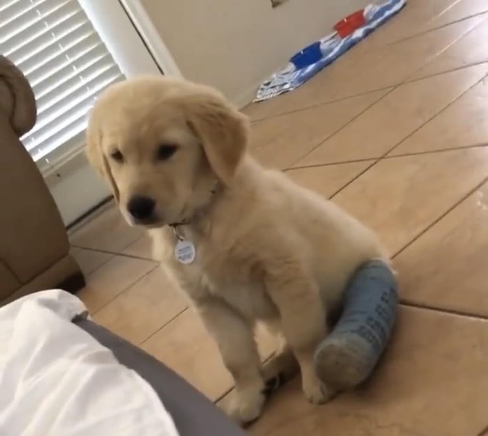 Awww poor puppy - 9GAG