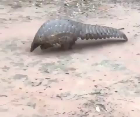A pangolin walking on two legs - 9GAG