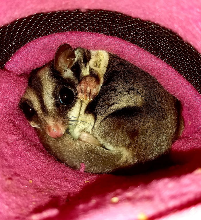 Princess Hetty She is a 15 month old sugar glider. - 9GAG