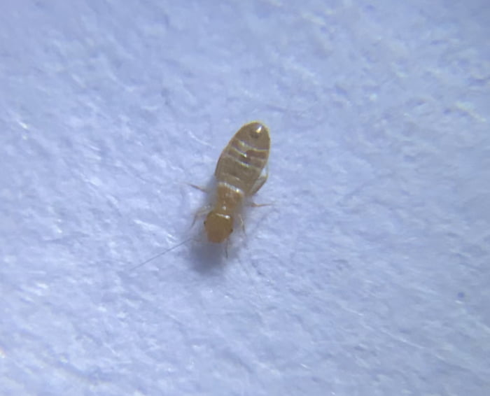 What the hell is this bug? Found on a piece of paper the size is very ...
