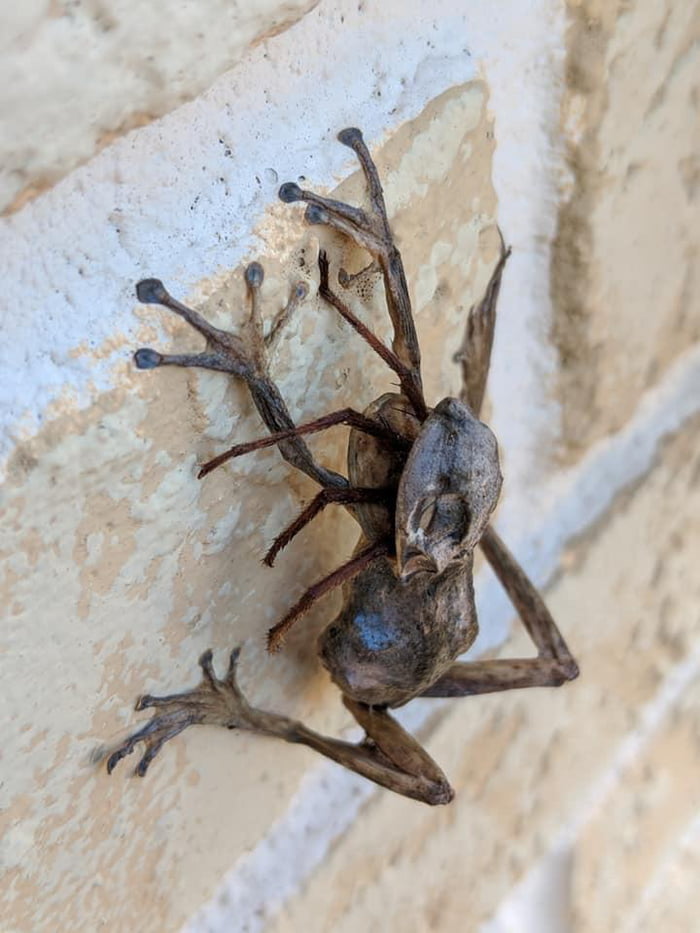 A dried out frog with a spider living in its mouth, no thank you. - 9GAG