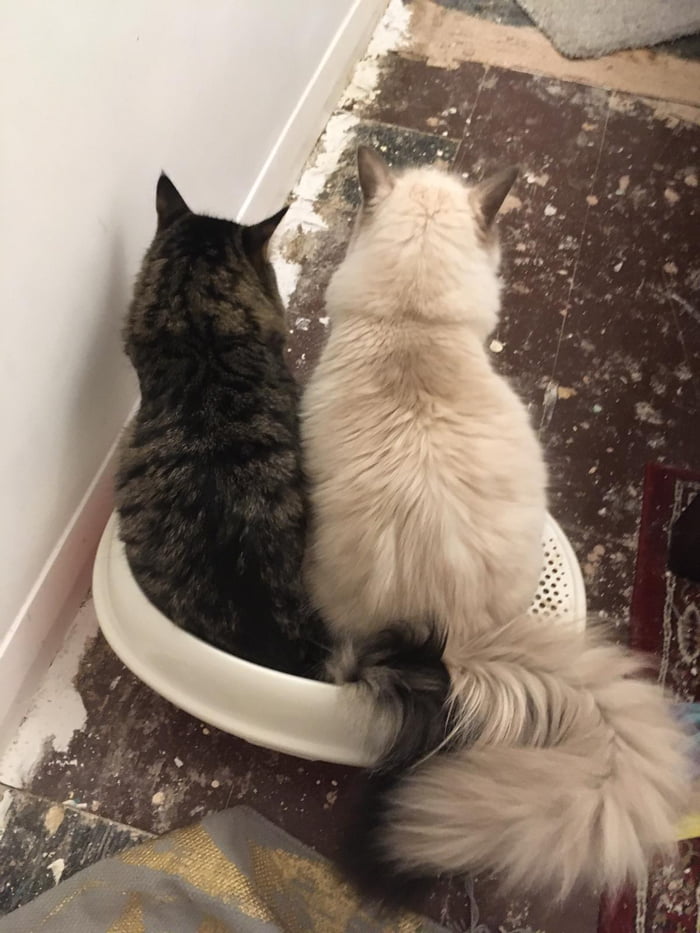 Friends who poop together, stay together - 9GAG