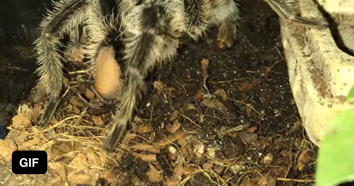 8 legs for even more tippy taps! - 9GAG