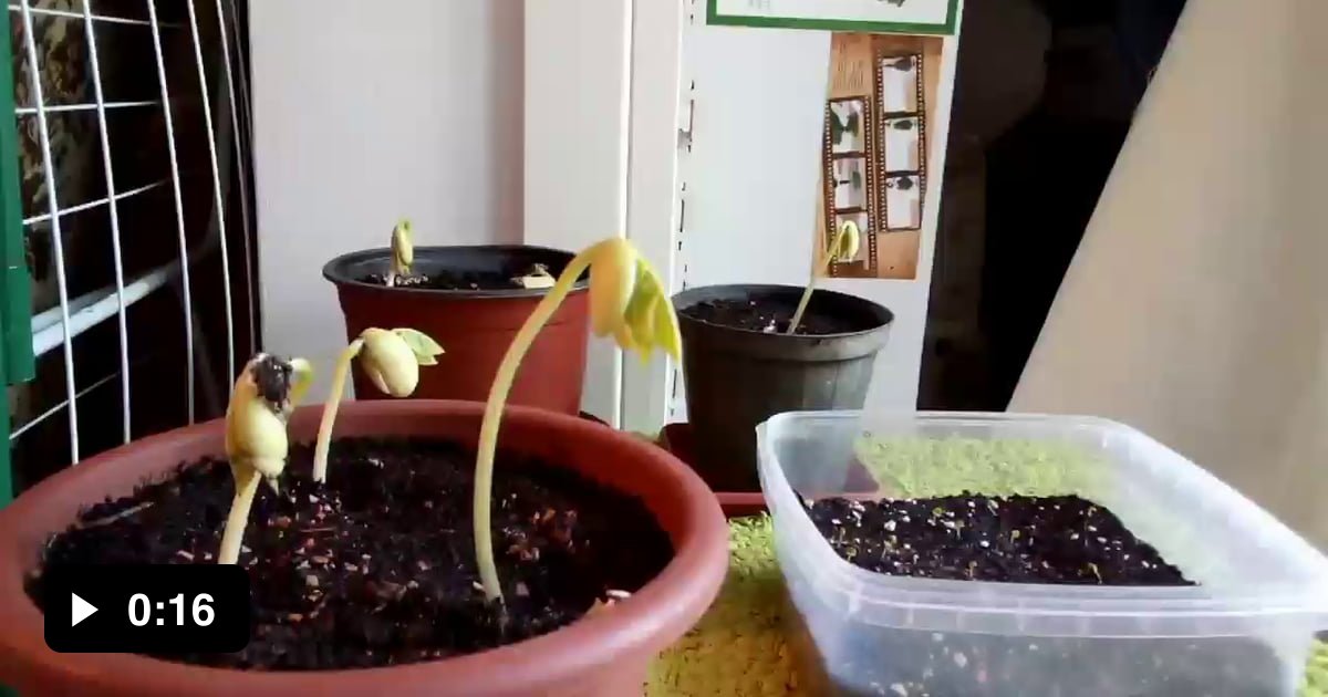 Dancing bean plant - 9GAG