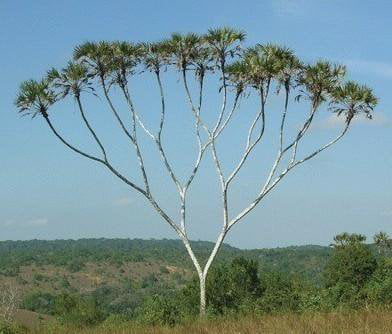 Binary tree. - 9GAG