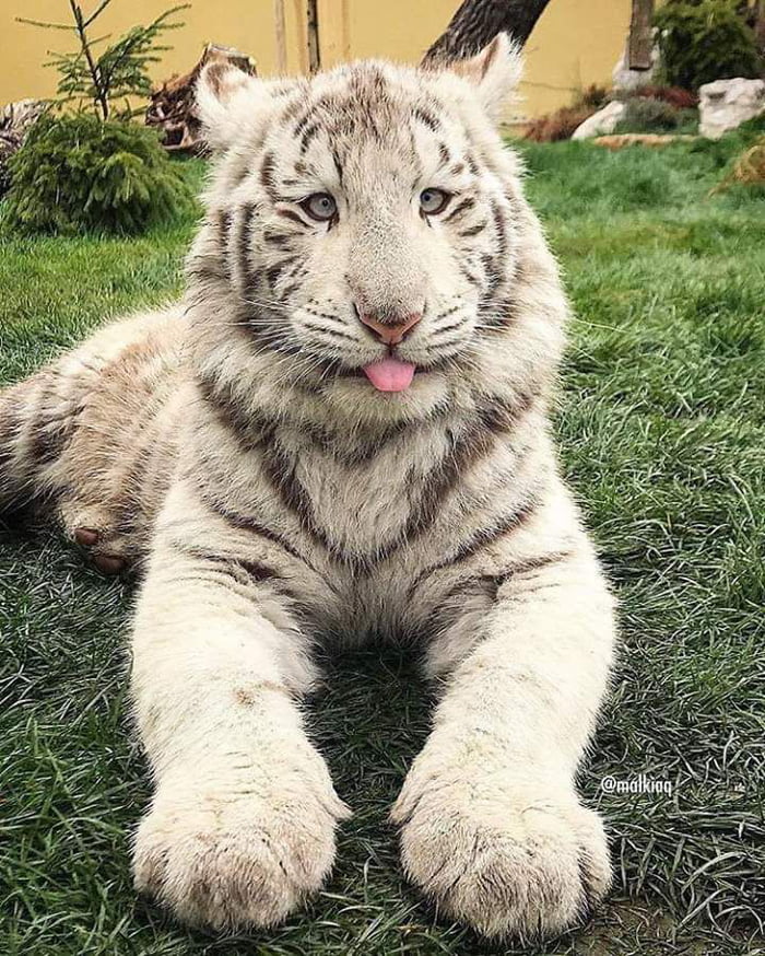 Purrr Purrr - 9GAG