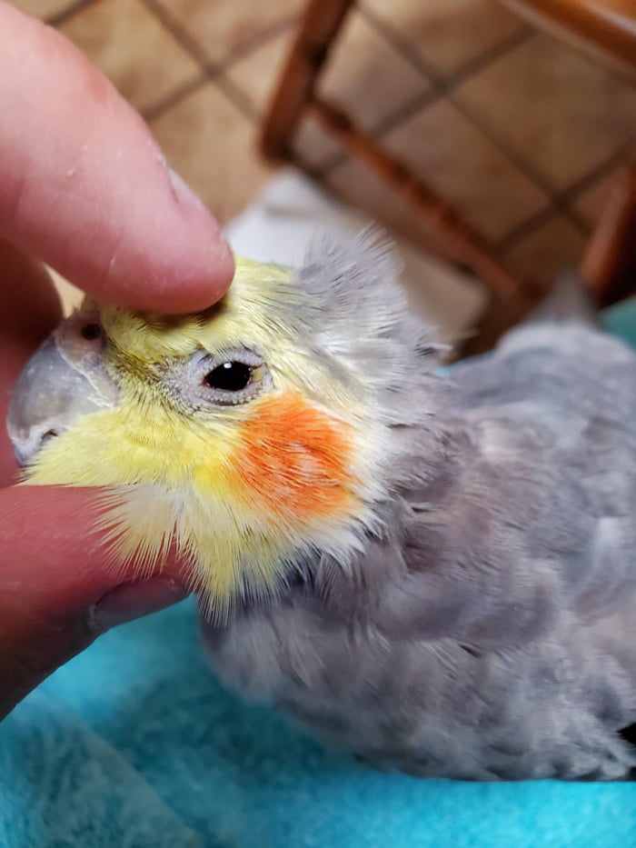 Whomst a good birb? - 9GAG