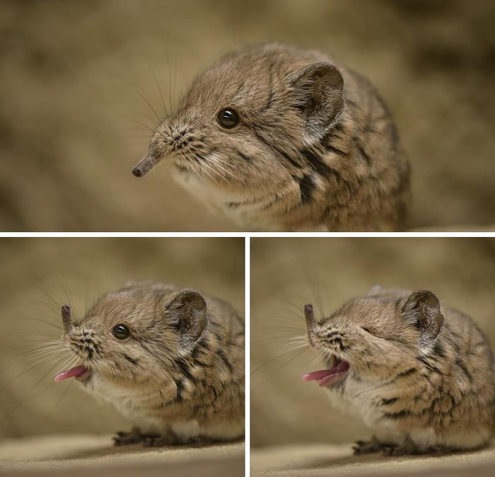 This here is the one snoot to rule them all - 9GAG