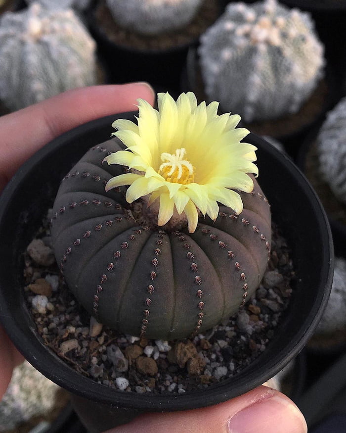 This yellow bloom of this black cactus - 9GAG