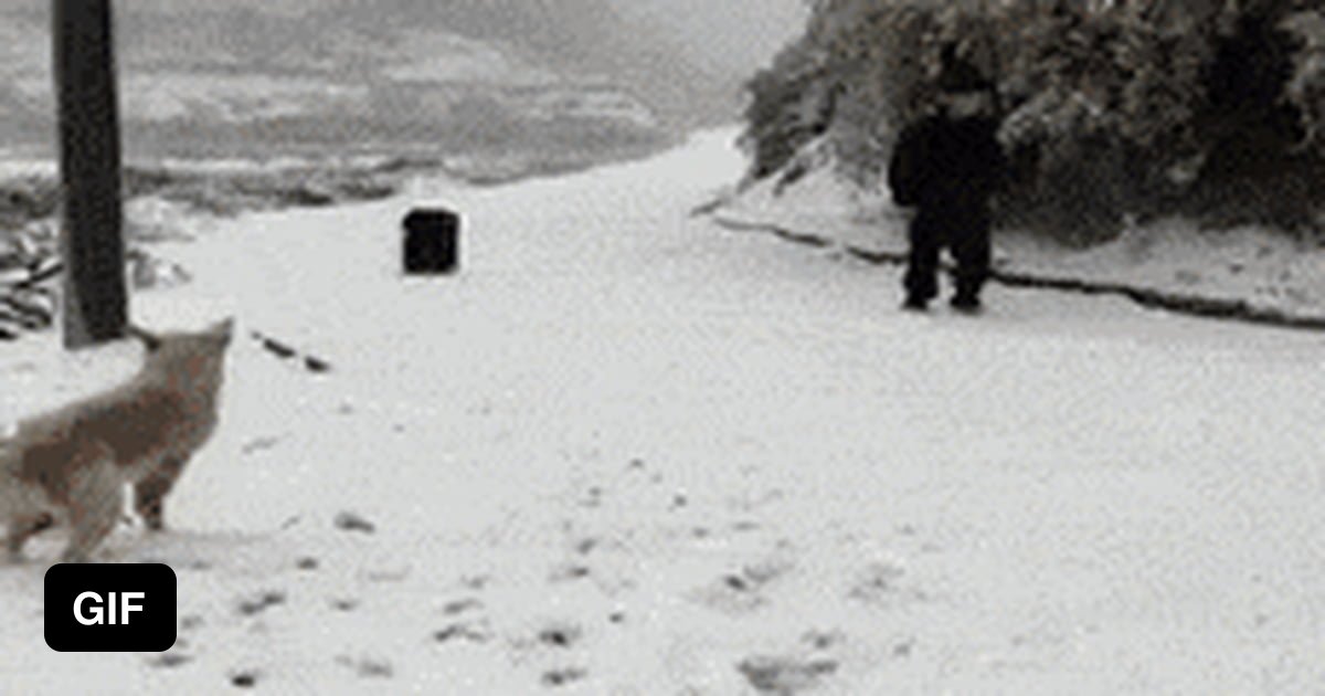 How to fend off a viscous unleashed dog - 9GAG