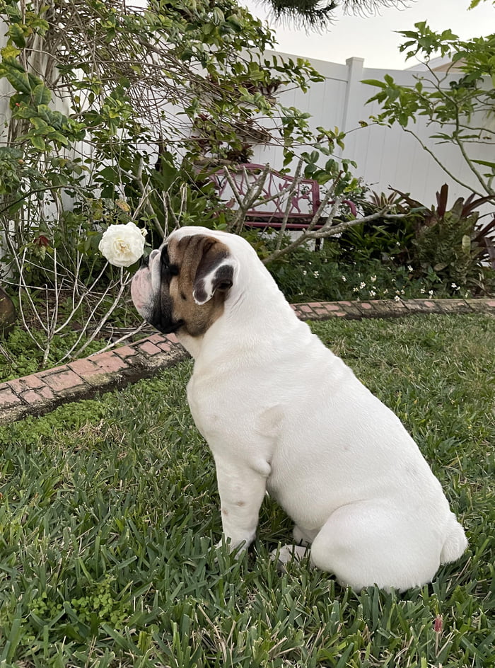 Snort, pass gas and smell the roses 🌹 - 9GAG