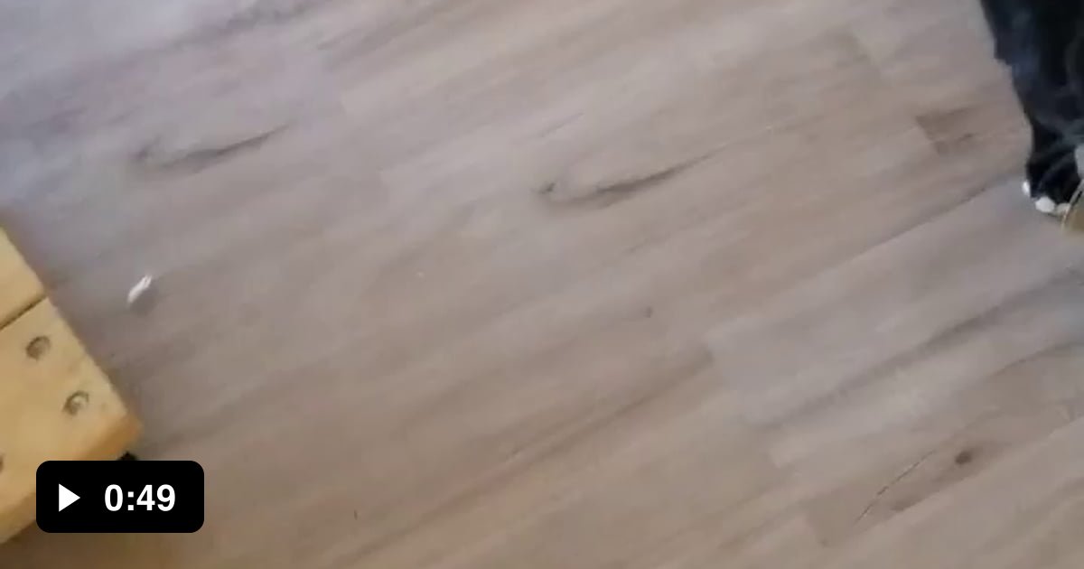 Adam is a very smart and demanding cat. - 9GAG