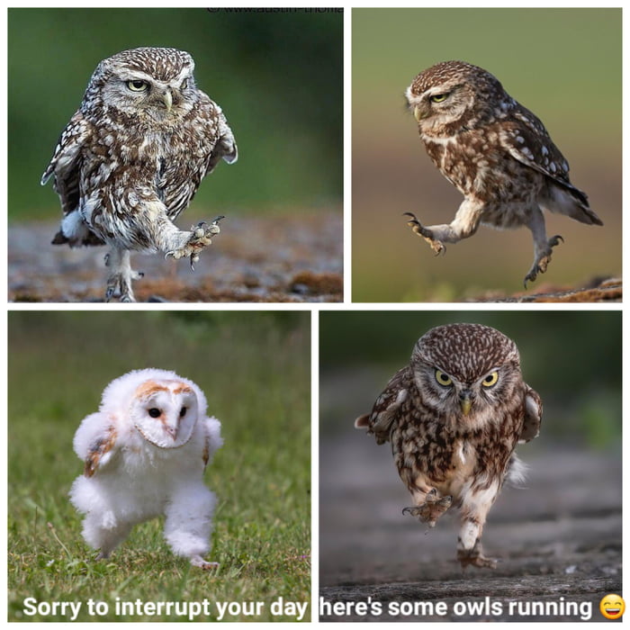 Now with added owl - 9GAG