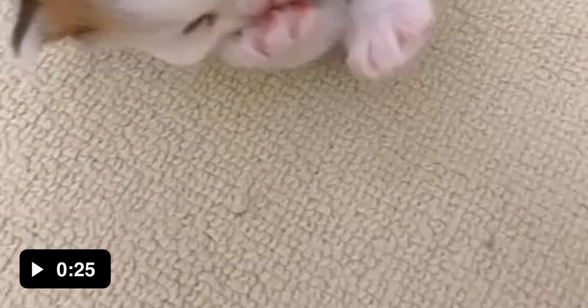 Cute little paws! - 9GAG