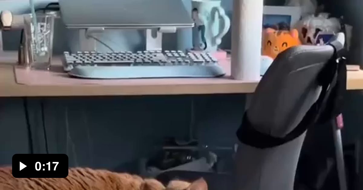 Cat.exe has crashed. - 9GAG