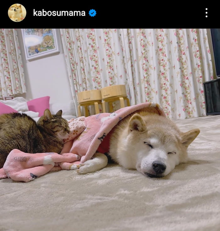 Original Doge is very sick, I hope she recovers. But it seems is ...