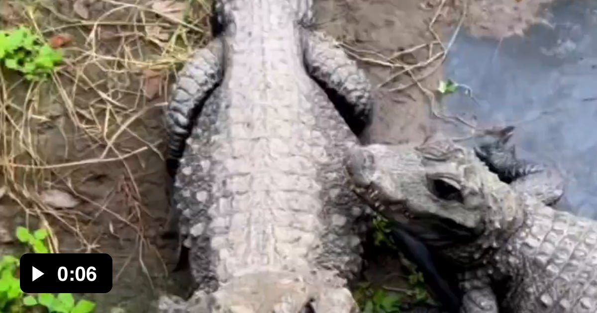 Never knew croc eyes looked like these - 9GAG