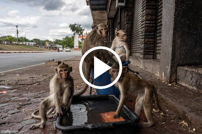 Monkey pranks passers by with simple trick - 9GAG