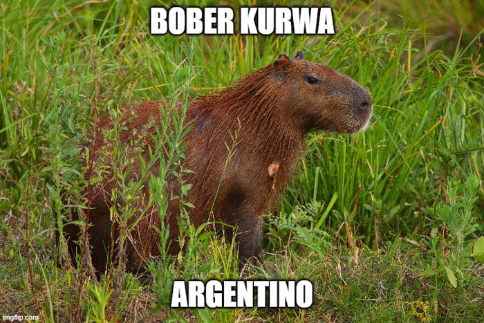 Bober Kurwa - 9GAG