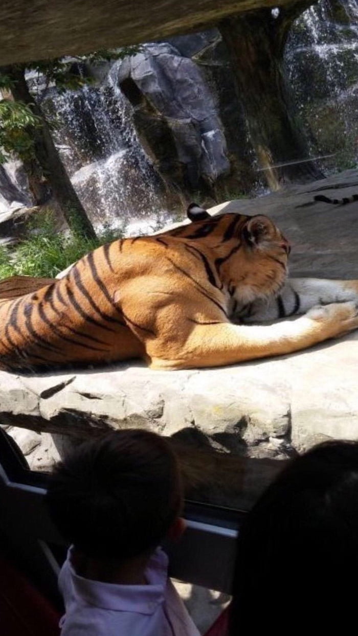 The muscles of a Tiger - 9GAG