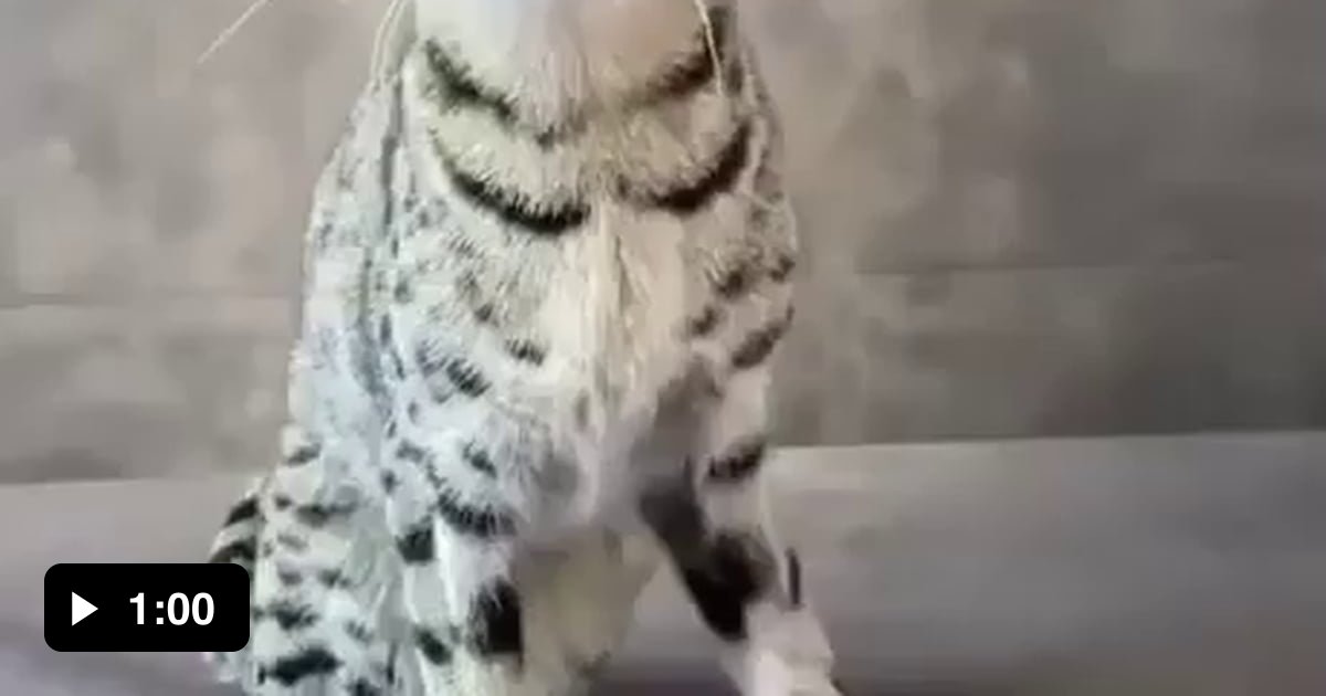 Cats too have many languages - 9GAG