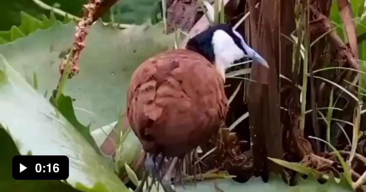 Surprise Birds..... - 9GAG