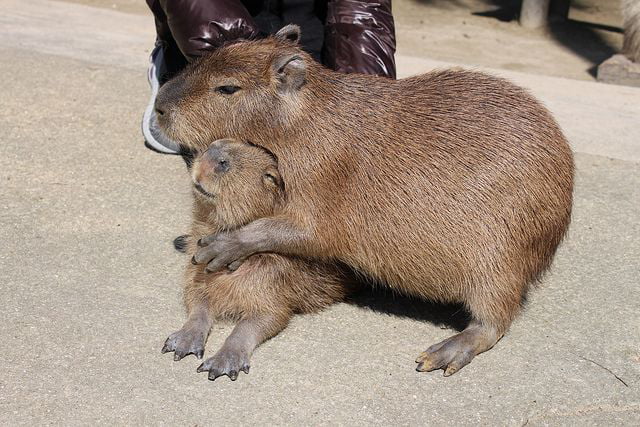 Happy Capybara Day - 9GAG