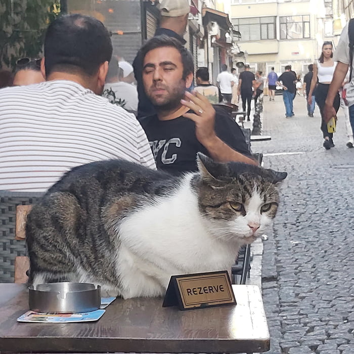 Cat is guarding the reserved table - 9GAG