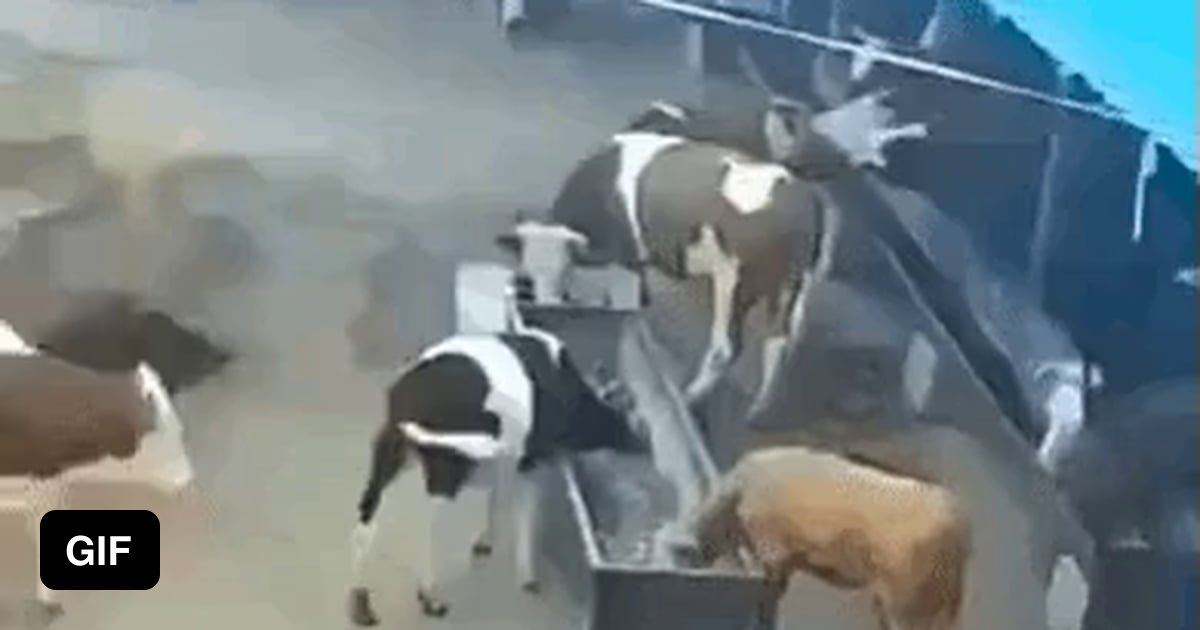 How now f*cked cow - 9GAG