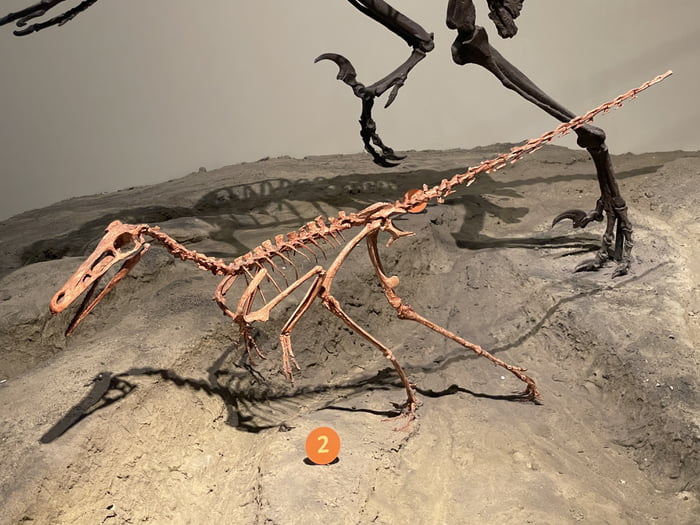 Buitreraptor Skeleton