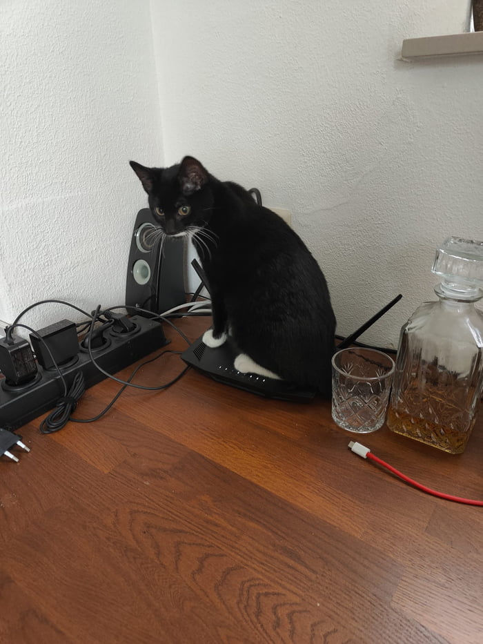 Upvote WiFi cat for better internet connection - 9GAG