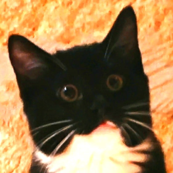 My Cat 9gag