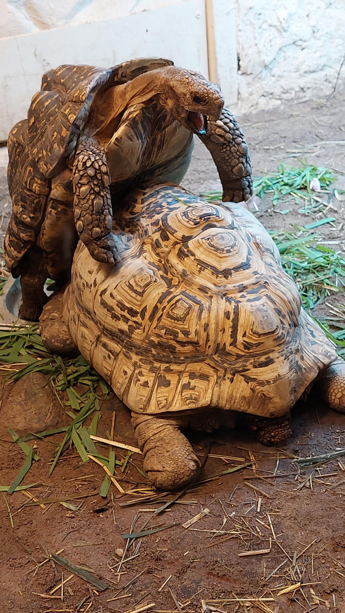 Step-turtle, don't do this! - 9GAG