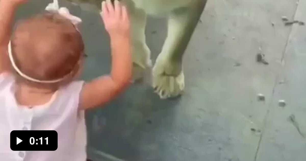 Lion playtime tippy taps - 9GAG