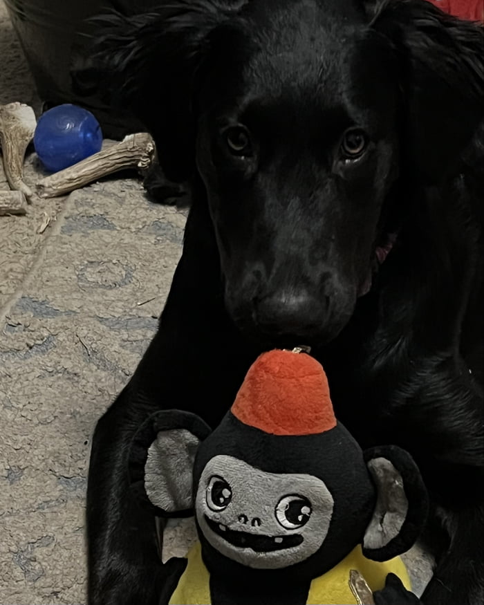 She’s plotting something with her toy - 9GAG