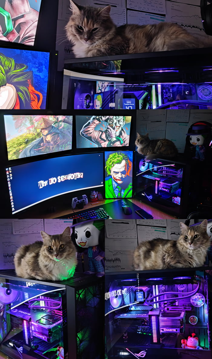 My cat is loving my new setup xD - 9GAG