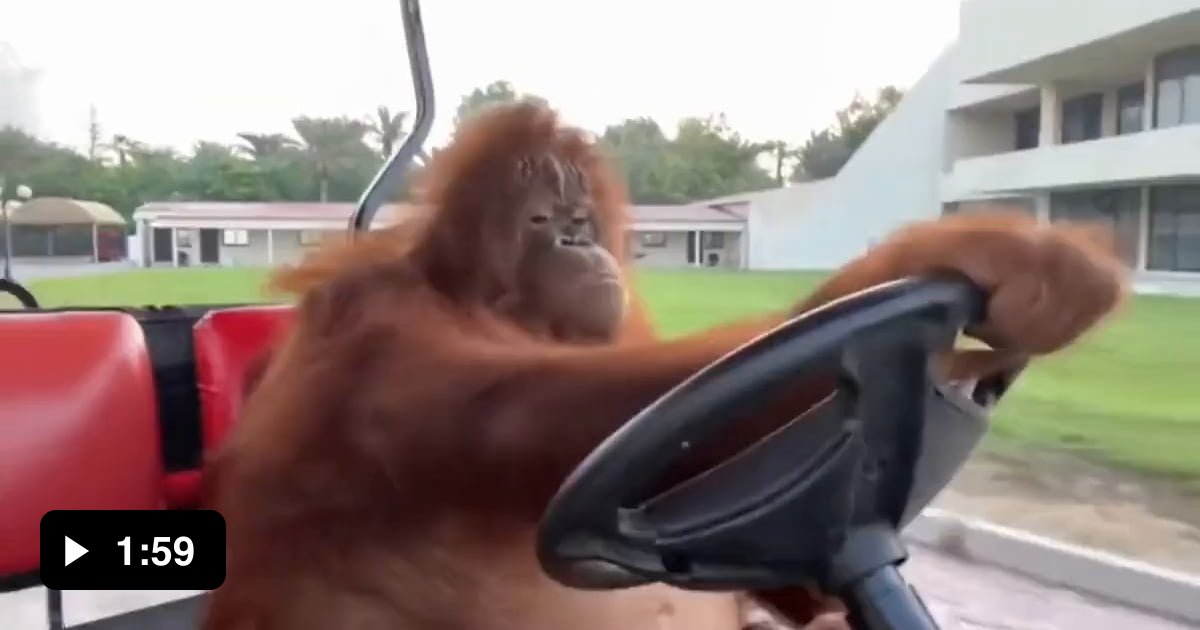 An Orangutan just casually driving a golf cart - 9GAG