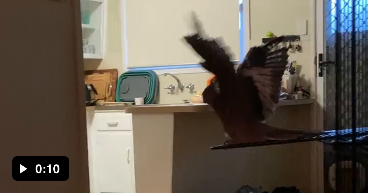 The bird malfunctioned mid flap - 9GAG