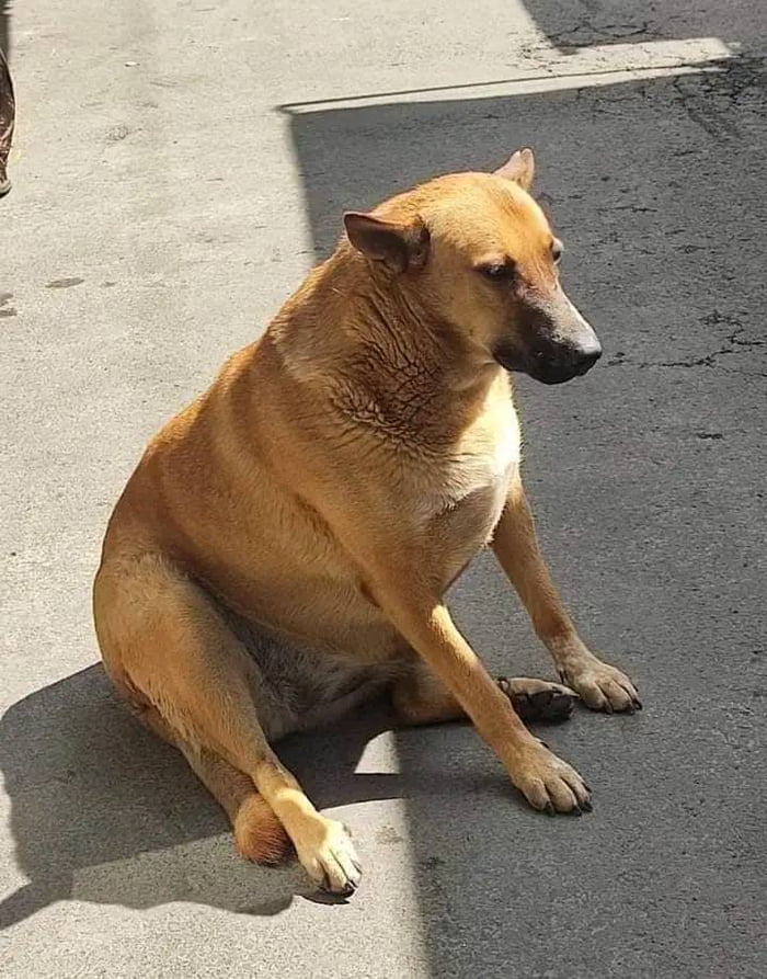 Cheems reincarnated as a Bisaya Dog - 9GAG