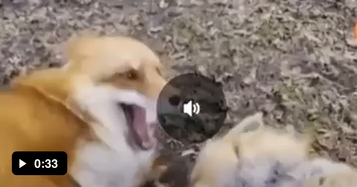 A fox screaming is horrible but a fox laughing is just well...wholesome ...