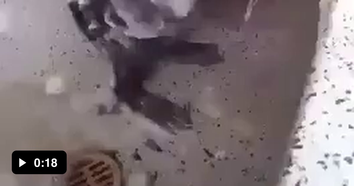 A rat washing itself!! - 9GAG