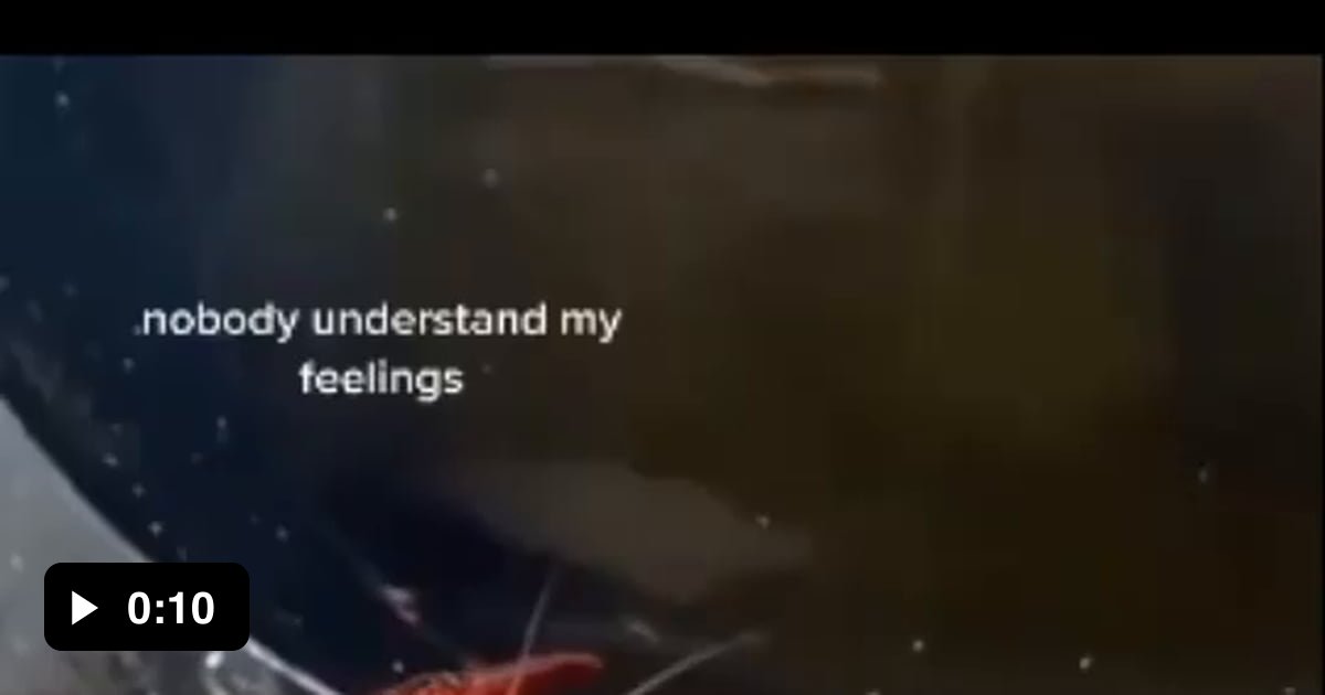 Sad shrimp, Go to the fry. - 9GAG