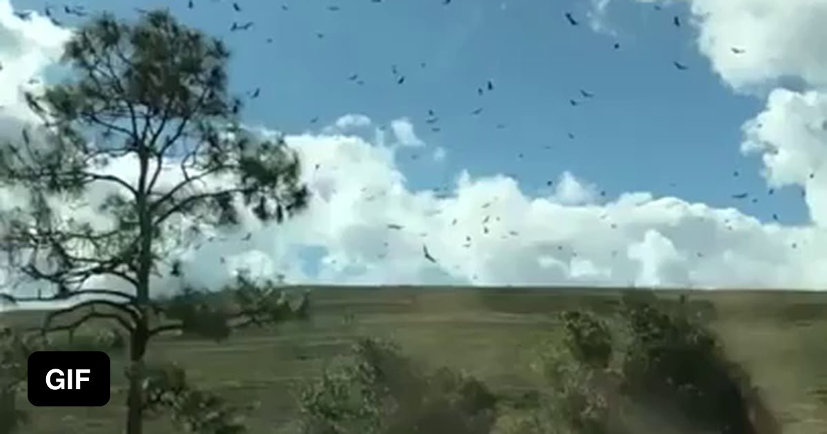 A flock of birds captured in slow-motion make the world look like it’s ...