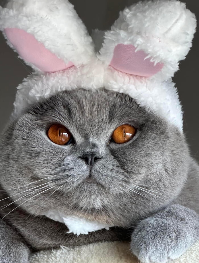 British bunny - 9GAG