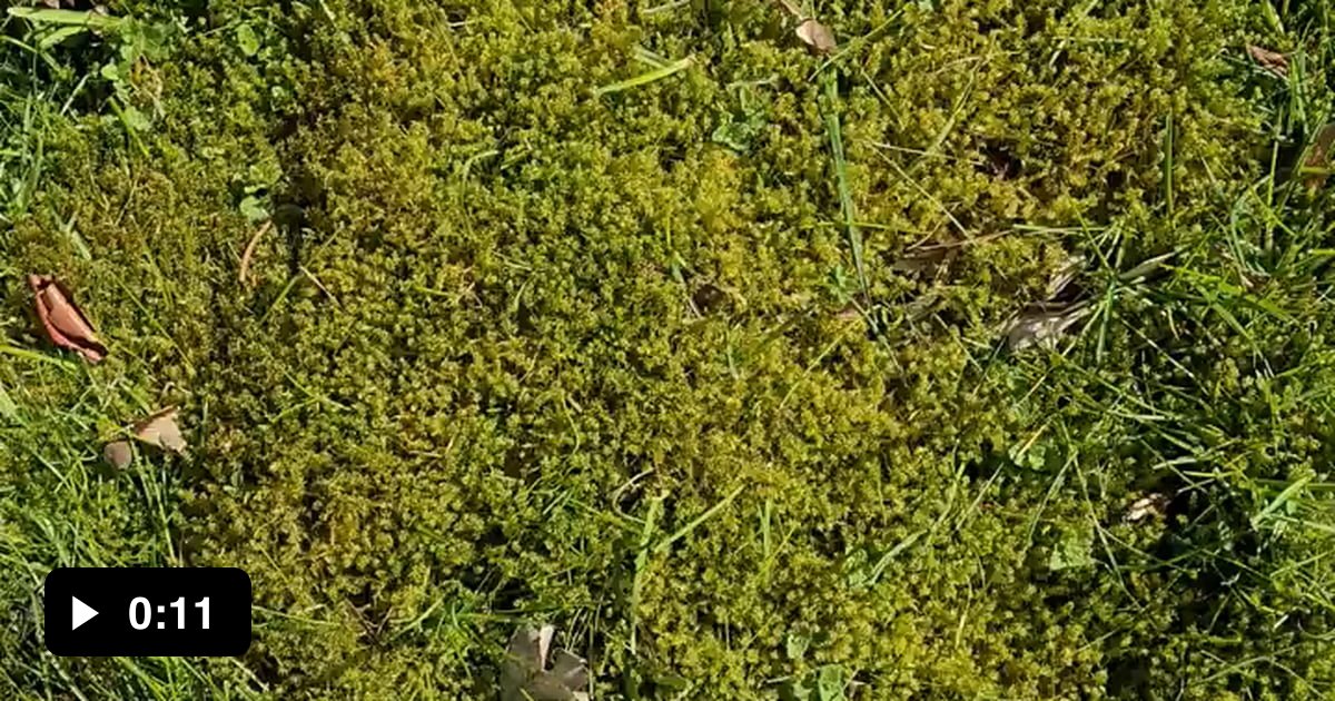 Moss is winning the battle for the lawn and I've no problem with it - 9GAG