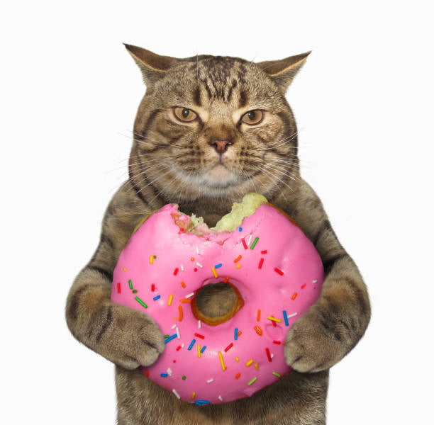 Donut the cat - 9GAG
