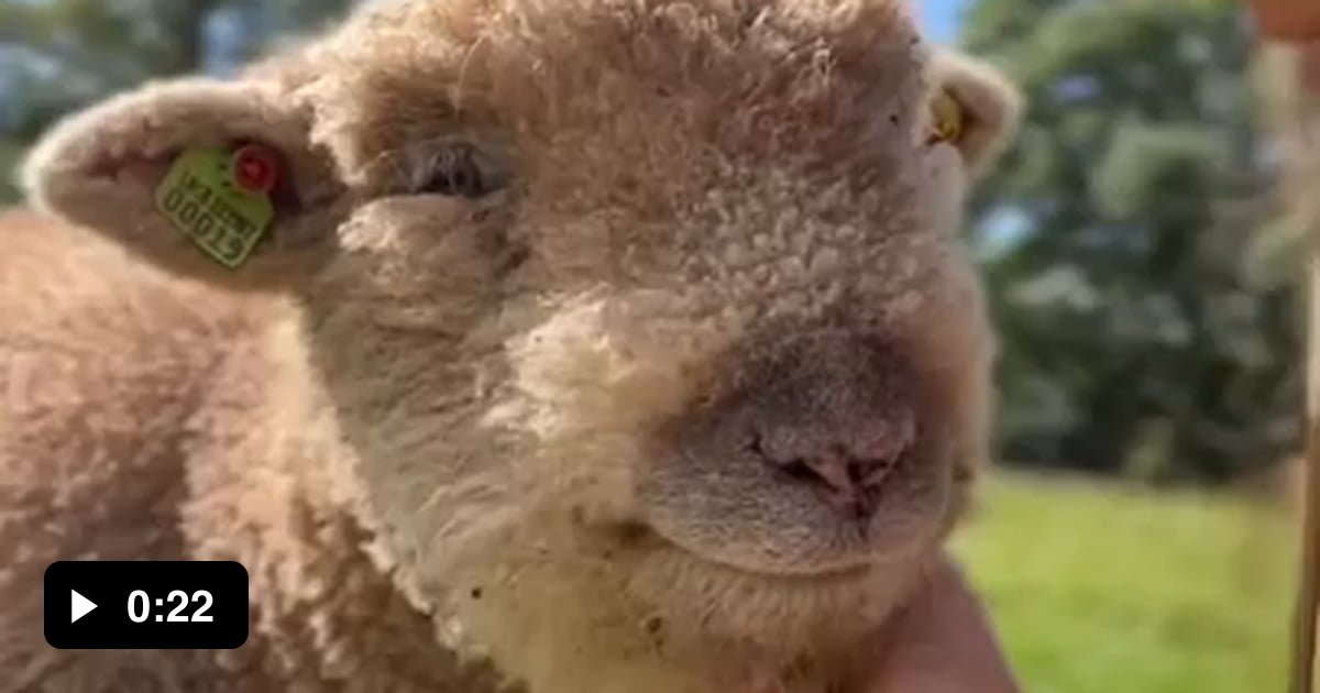 Happy baby sheep - 9GAG
