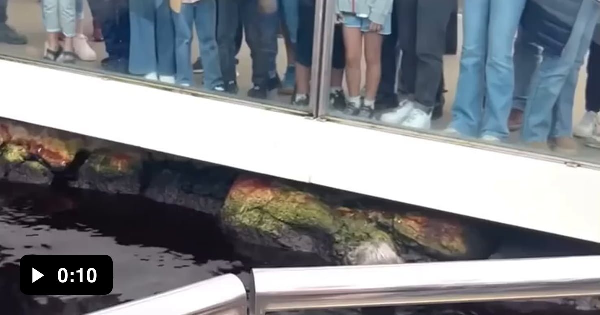 Otter smashing an iPhone against a rock - 9GAG